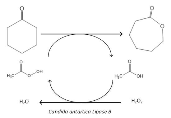 Recent Developments in Lactone Monomers and Polymer Synthesis and ...