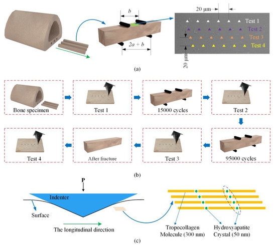 Effects of Fatigue Damage on the Microscopic Modulus of Cortical Bone ...