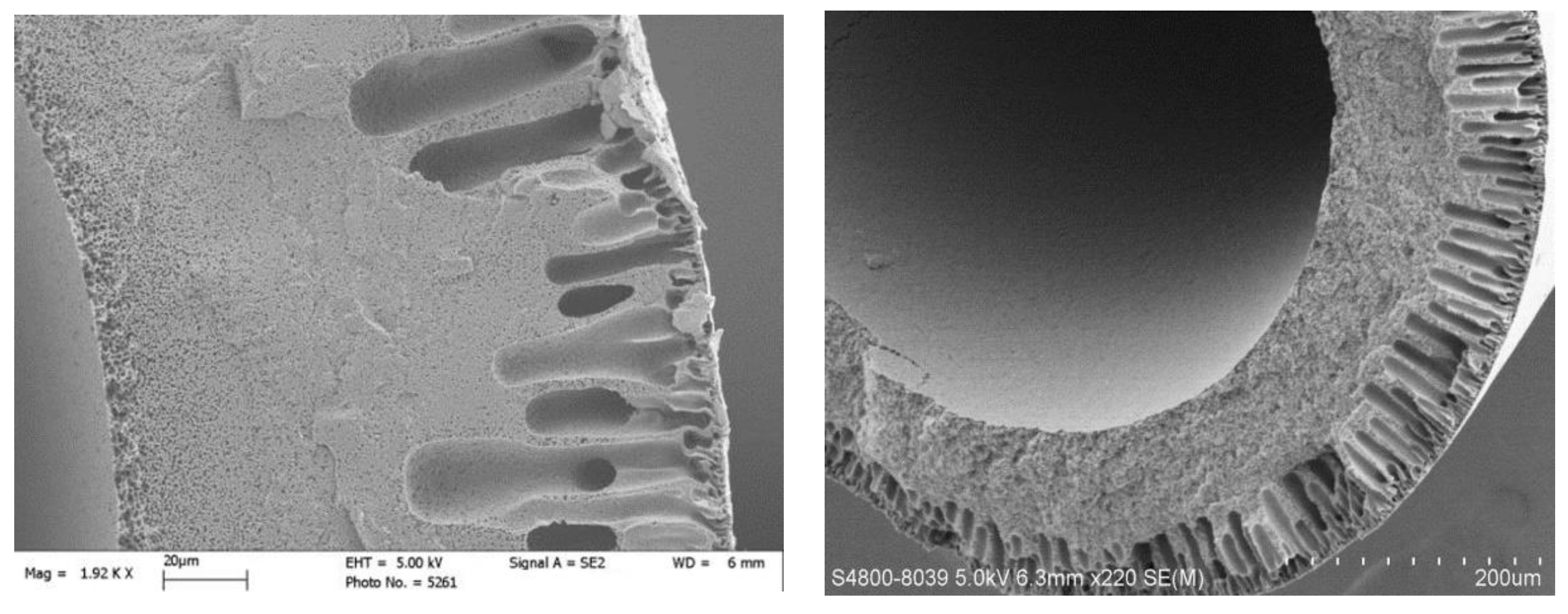 Fabrication of Manganese Oxide/PTFE Hollow Fiber Membrane and Its Catalytic Degradation of Phenol