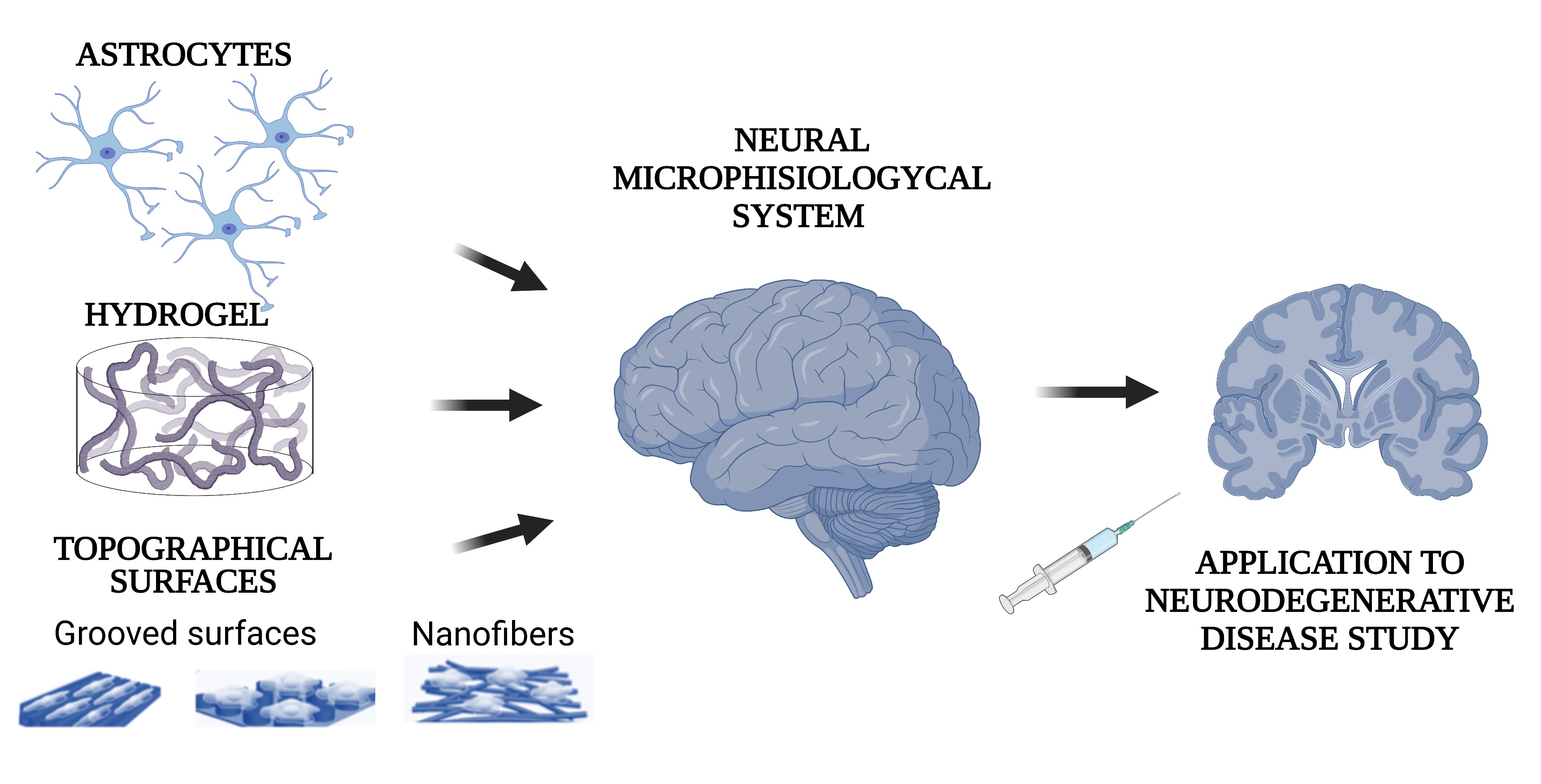 Nervous Tissue Consists Mainly Of Neurons And Collagen Fibers - wild ...