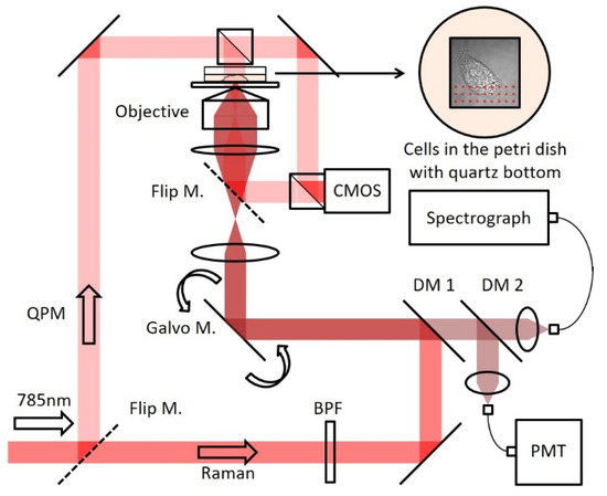Temporal Imaging of Live Cells by High-Speed Confocal Raman Microscopy