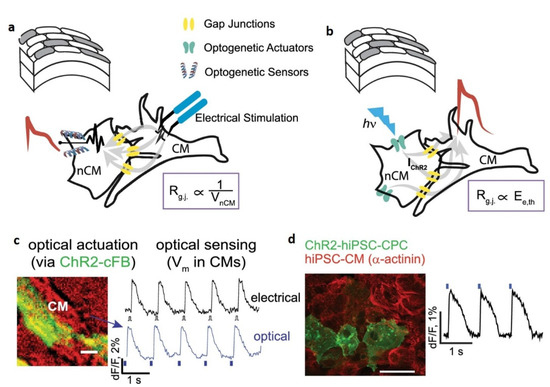 Advanced Optogenetic-Based Biosensing and Related Biomaterials