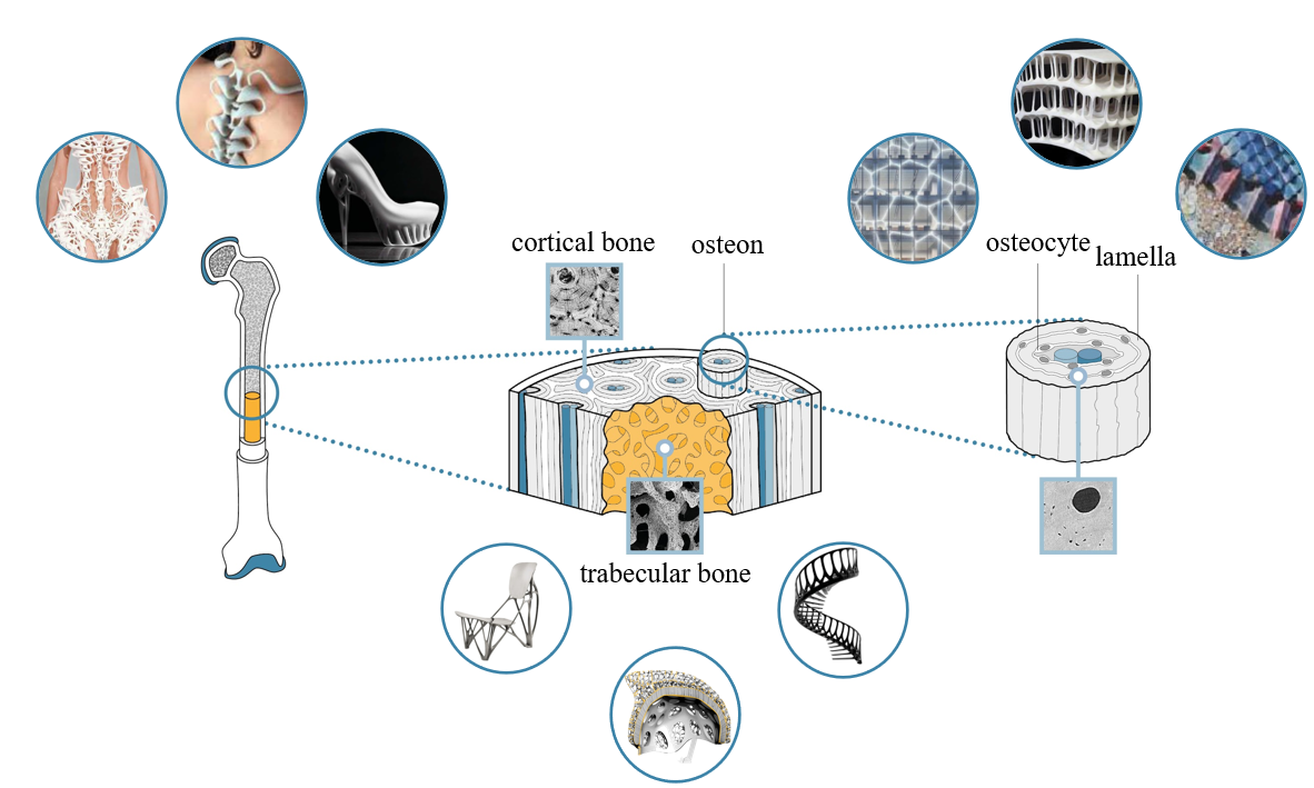 Materials | Free Full-Text | Down to the Bone: A Novel Bio-Inspired ...