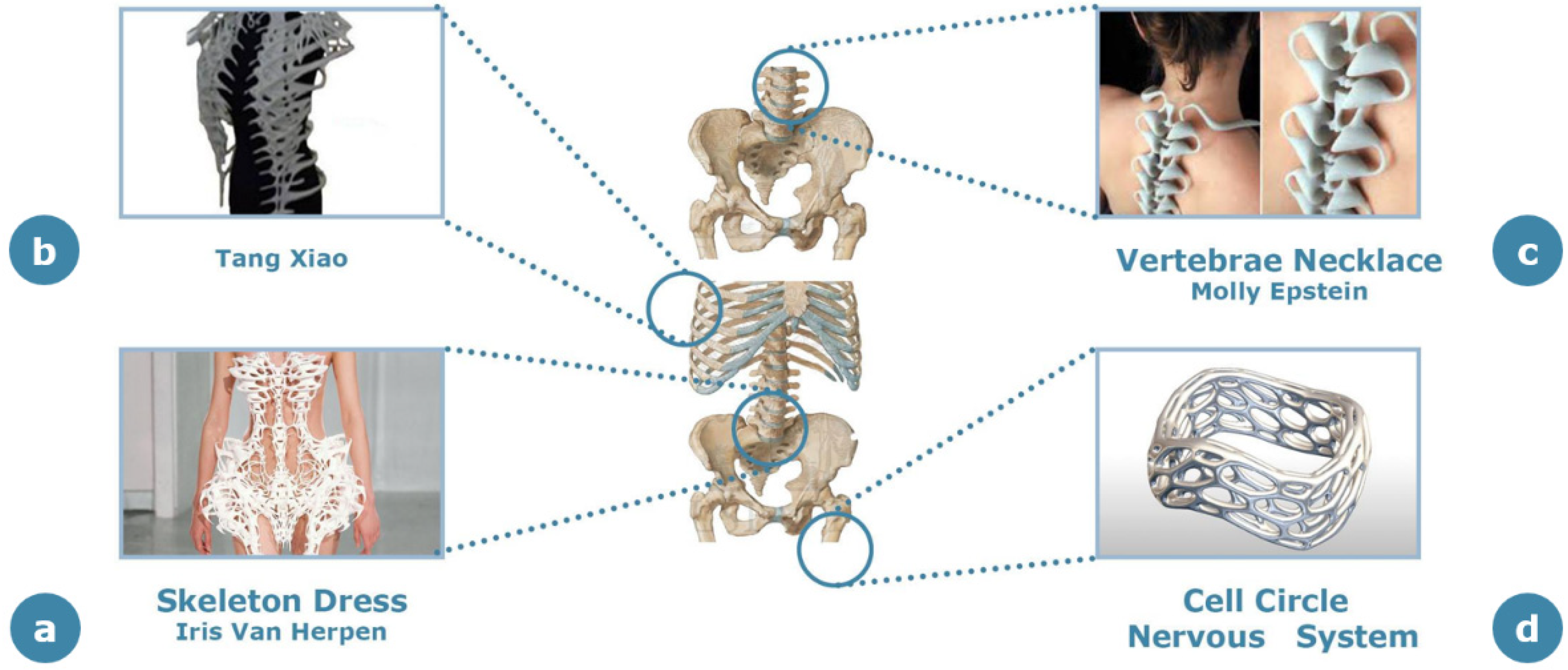 Down to the Bone: A Novel Bio-Inspired Design Concept