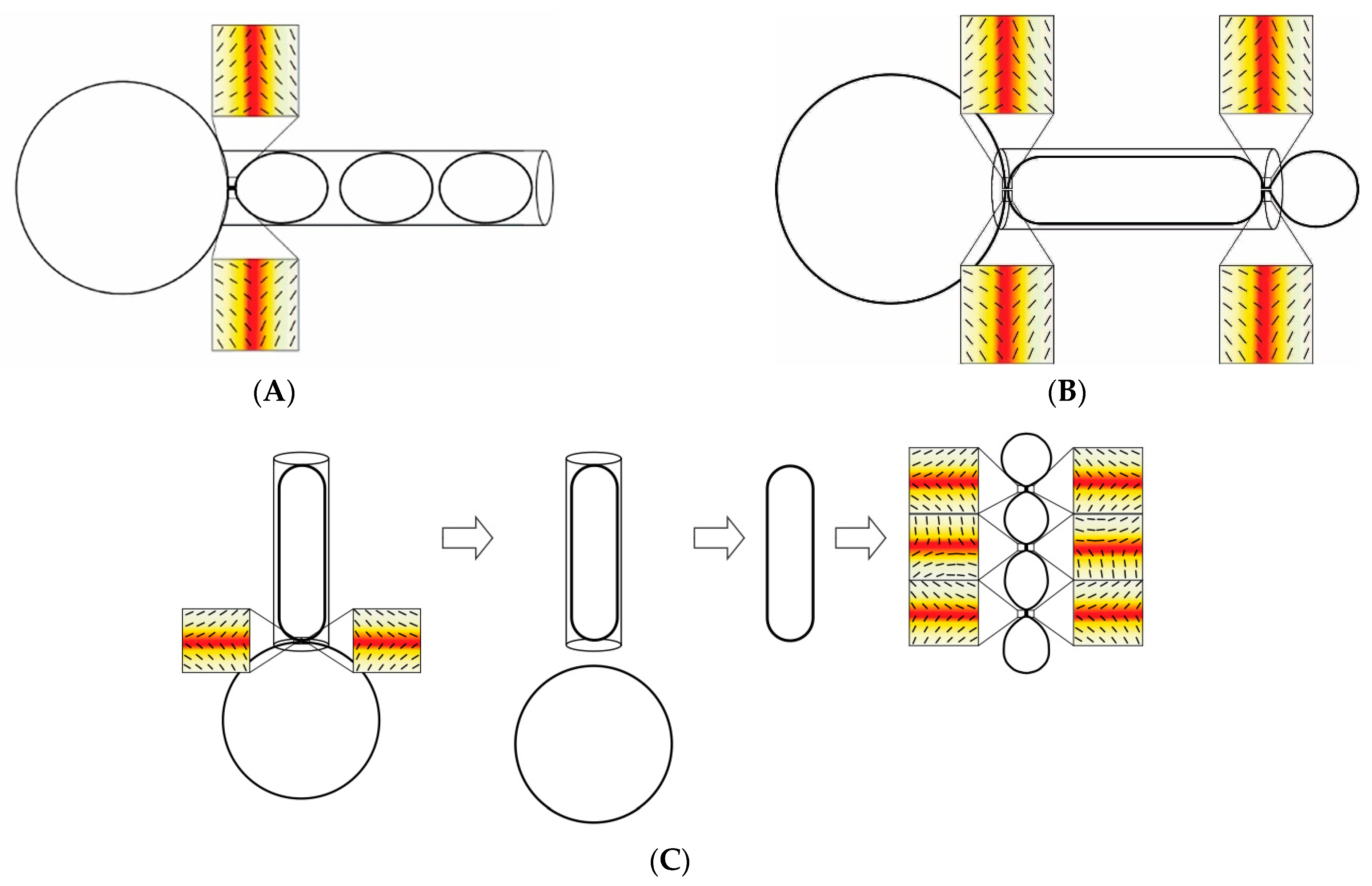 The Elucidation of the Molecular Mechanism of the Extrusion Process