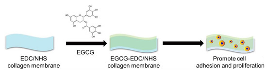 Application of Epigallocatechin-3-gallate (EGCG) Modified 1-Ethyl-3-(3 ...