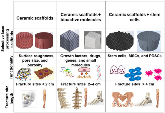 Bioactive Ceramic Scaffolds for Bone Tissue Engineering by Powder Bed ...
