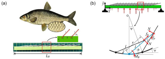 Modeling Bioinspired Fish Scale Designs via a Geometric and Numerical ...