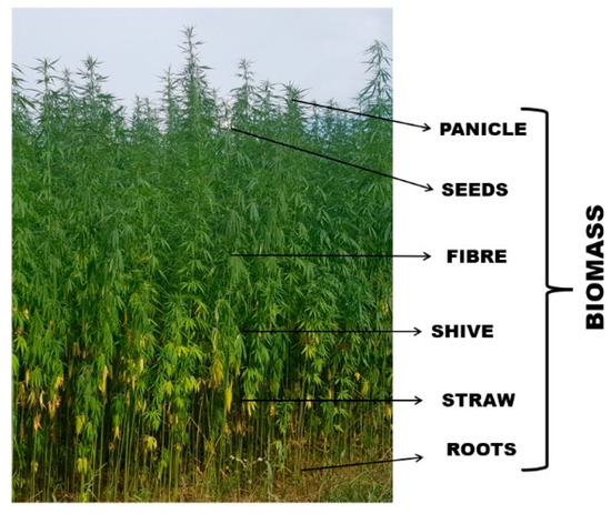 Bioactive Hemp Clothing Modified with Cannabidiol (CBD) Cannabis sativa ...