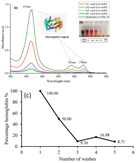 Biointeraction of Erythrocyte Ghost Membranes with Gold Nanoparticles ...