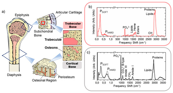 Brillouin and Raman Micro-Spectroscopy: A Tool for Micro-Mechanical and ...