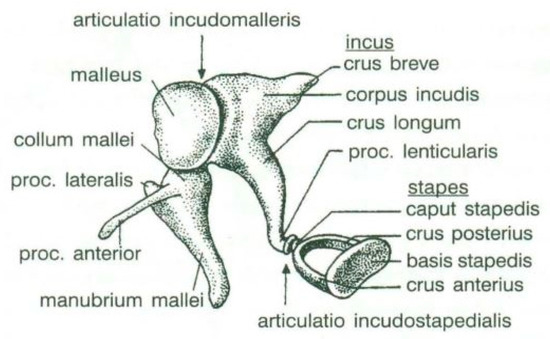 Numerical Analysis of Stapes Prosthesis Constraining in the Case of ...