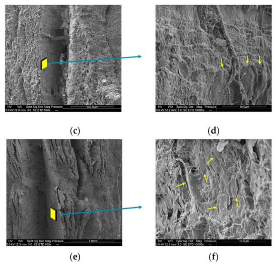 Fabrication of PLA/PCL/Graphene Nanoplatelet (GNP) Electrically ...