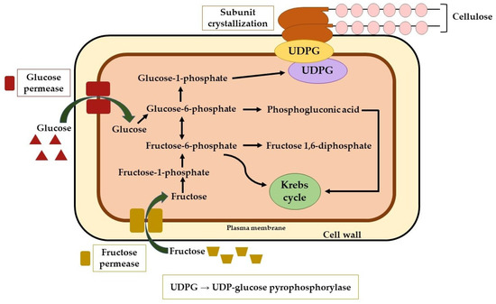 Bacterial Cellulose—A Remarkable Polymer as a Source for Biomaterials ...