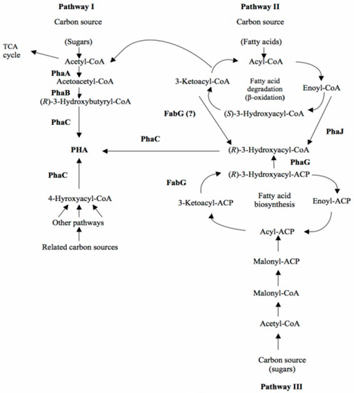 Polyhydroxyalkanoates (PHAs) as Biomaterials in Tissue Engineering ...