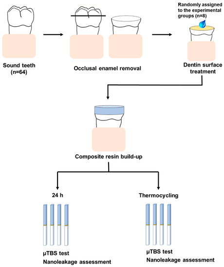 Dentin Biomodification with Flavonoids and Calcium Phosphate Ion ...