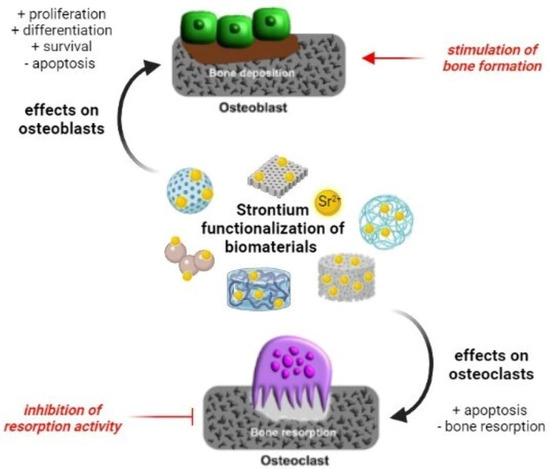 Materials | Free Full-Text | Strontium Functionalization of ...