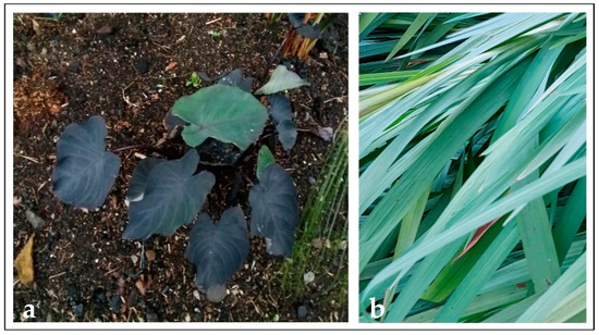 Bioinspired Topographic Surface Modification of Biomaterials