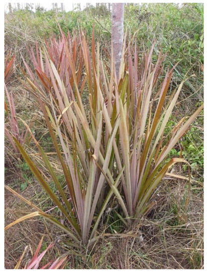 Mechanical Properties of Hybrid PVA–Natural Curaua Fiber Composites