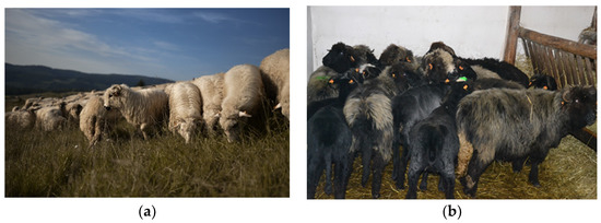 Acoustic Performance of Sound Absorbing Materials Produced from Wool of ...