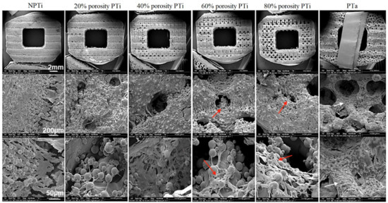 In Vitro and In Vivo Comparison of Bone Growth Characteristics in ...
