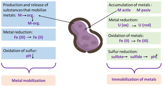 Extraction of Metals from Polluted Soils by Bioleaching in Relation to ...