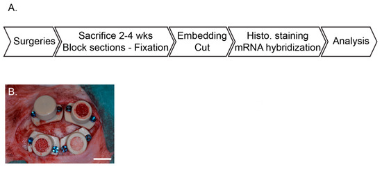 Identification of Type-H-like Blood Vessels in a Dynamic and Controlled ...