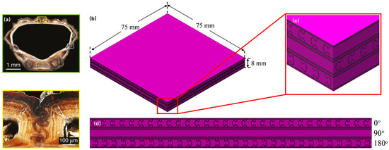 Performance of 3D-Printed Bionic Conch-Like Composite Plate under Low ...