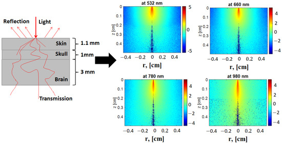 Optical Properties and Fluence Distribution in Rabbit Head Tissues at ...