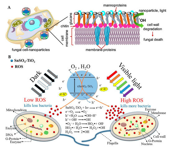 Preparation, Antimicrobial Properties under Different Light Sources ...