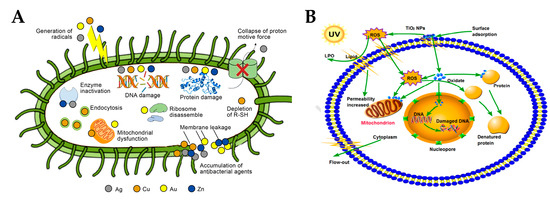 Preparation, Antimicrobial Properties under Different Light Sources ...