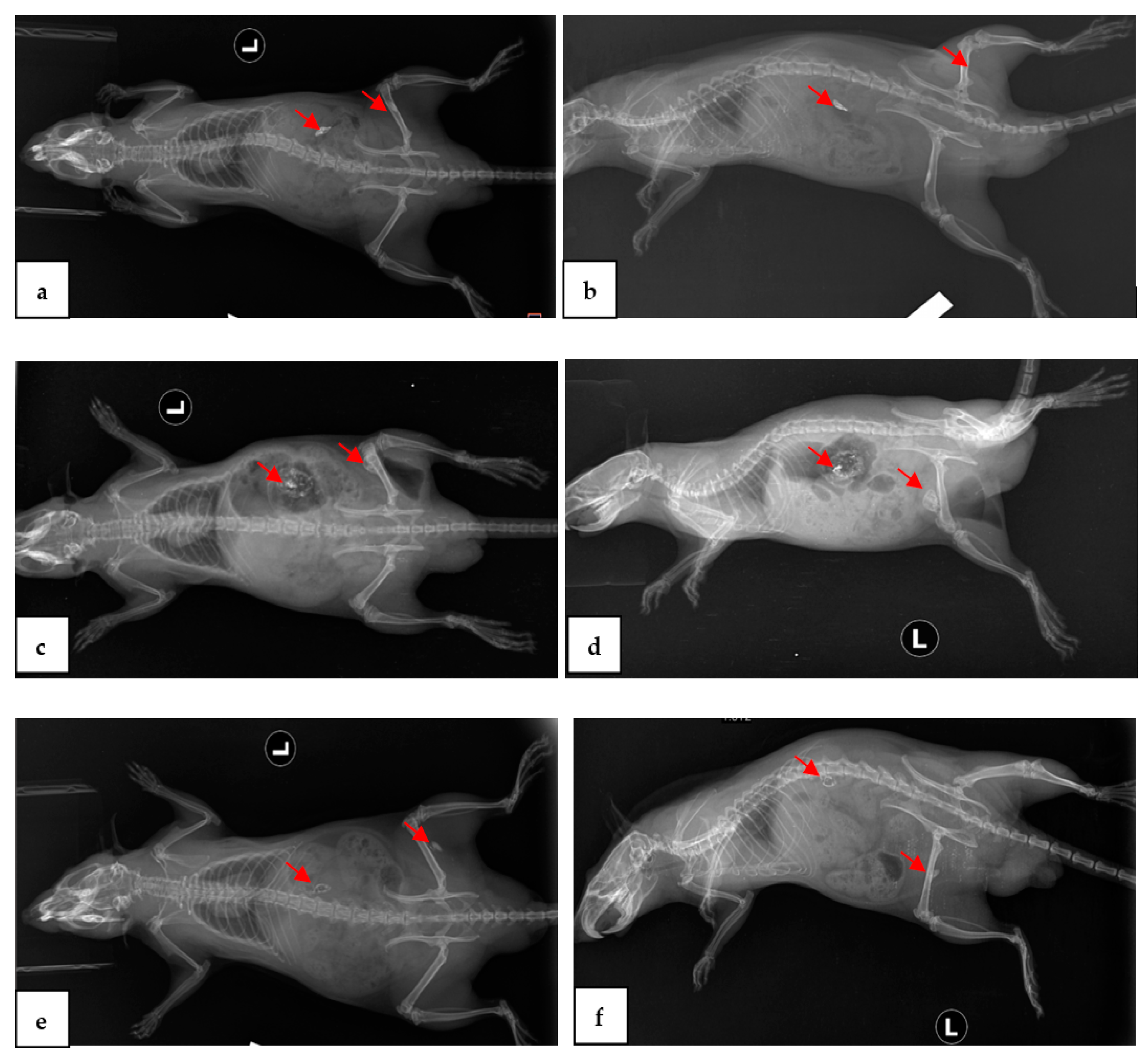 Materials | Free Full-Text | Long-Term Examination of Degradation and ...