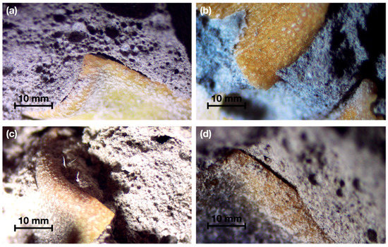 Development of a Portland Cement-Based Material with Agave salmiana ...