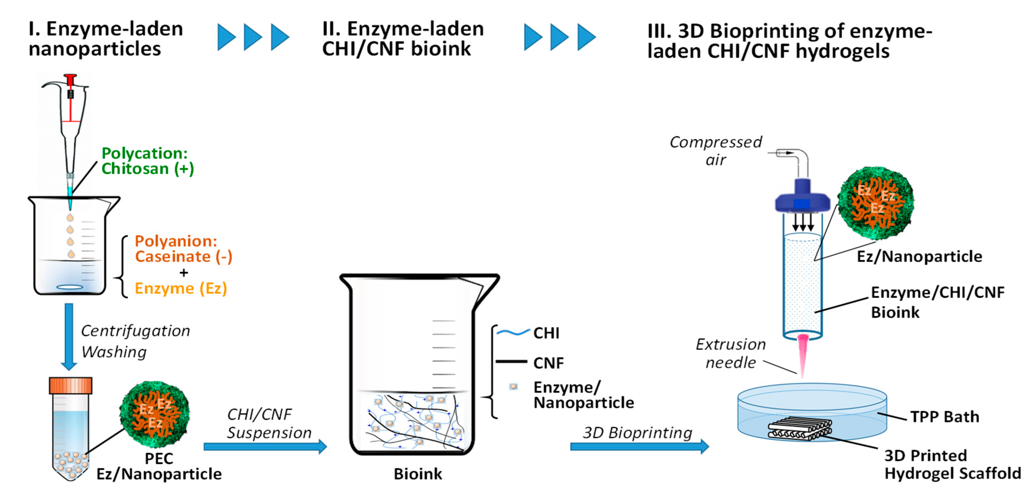 Materials | Free Full-Text | 3D Printing of Cellulase-Laden Cellulose Nanofiber/Chitosan ...