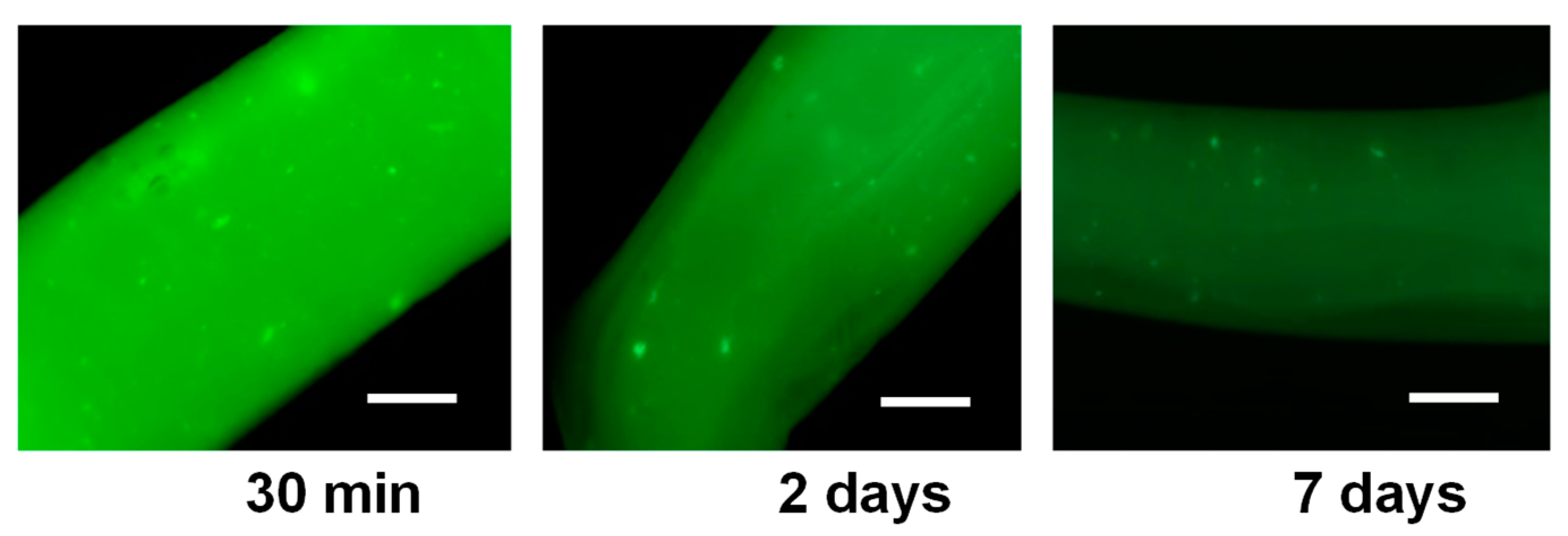 3D Printing of Cellulase-Laden Cellulose Nanofiber/Chitosan Hydrogel ...