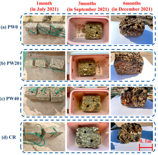 Impacts from Waste Oyster Shell on the Durability and Biological ...