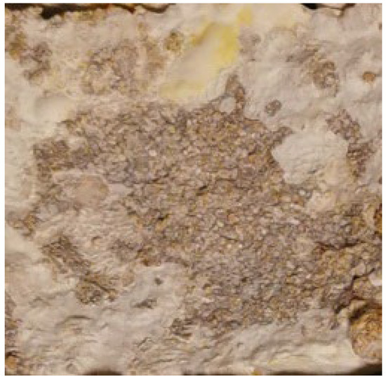 Materials | Free Full-Text | Fungi in Mycelium-Based Composites: Usage ...