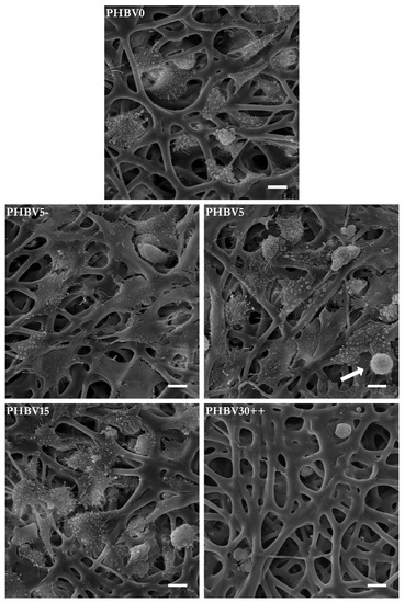Surface Modification of PHBV Fibrous Scaffold via Lithium Borohydride ...