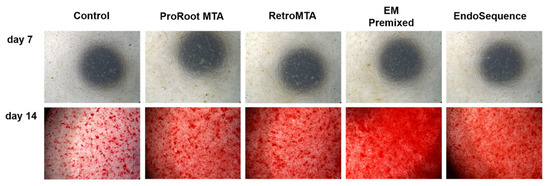 Biocompatible Properties and Mineralization Potential of Premixed ...