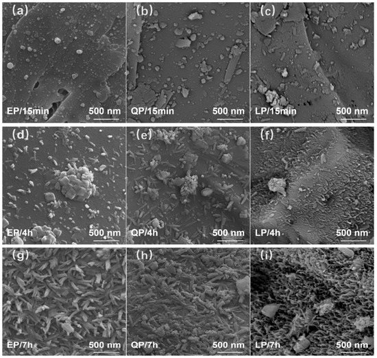 Surface Properties of Eggshell Powder and Its Influence on Cement Hydration