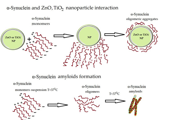 Materials | Free Full-Text | Influence of TiO2 and ZnO Nanoparticles on α-Synuclein and β ...