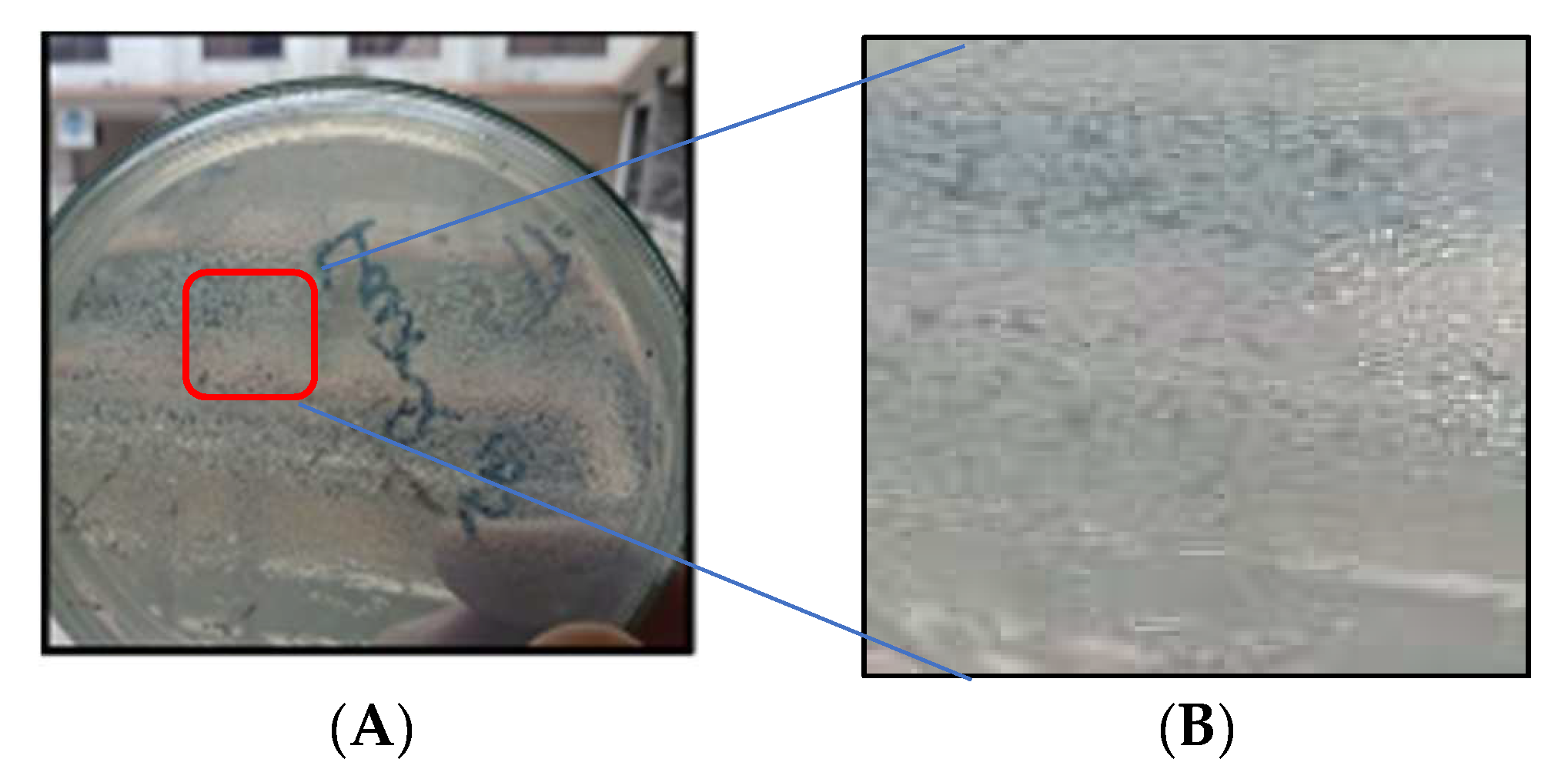 Self-Healing Bio-Concrete Using Bacillus subtilis Encapsulated in Iron ...