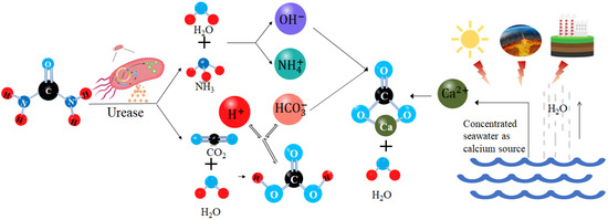 Study on the Solidification Effect of Dredger Fill by Microbial-Induced ...