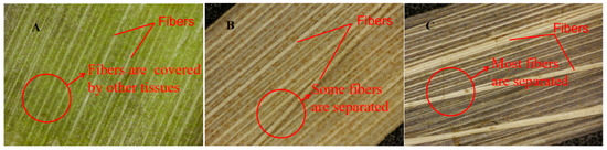 Effect of Warm-Water Retting Pretreatment on the Physical Properties of ...