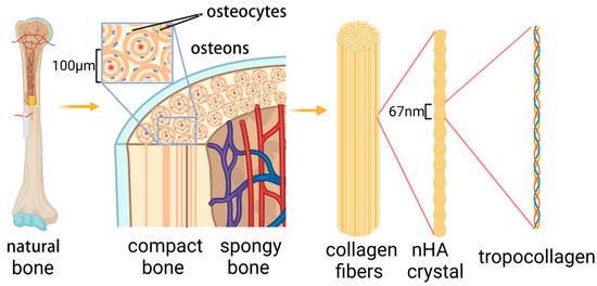 Frontiers of Hydroxyapatite Composites in Bionic Bone Tissue Engineering