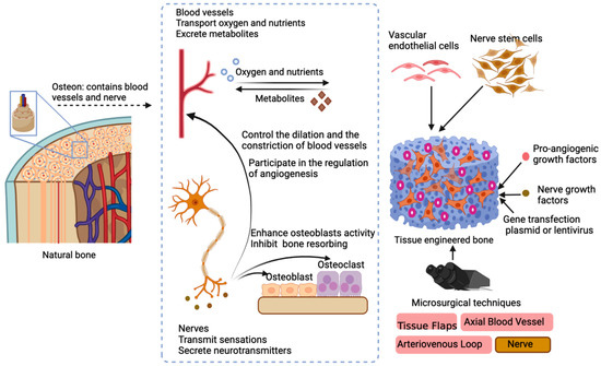 Frontiers of Hydroxyapatite Composites in Bionic Bone Tissue Engineering