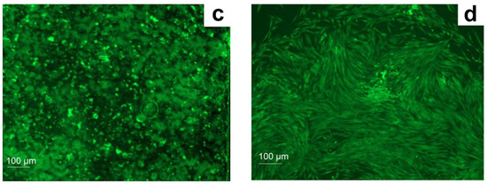 Materials | Free Full-Text | Structure, Biodegradation, and In Vitro Bioactivity of Zn–1%Mg ...