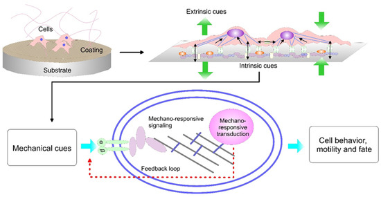 Materials | Free Full-Text | Advances in Multifunctional Bioactive ...