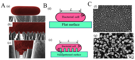 Active Food Packaging Made of Biopolymer-Based Composites