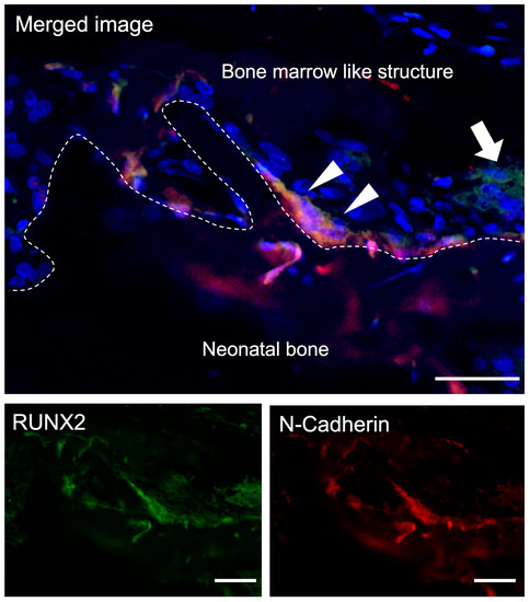 Novel Artificial Scaffold for Bone Marrow Regeneration: Honeycomb ...